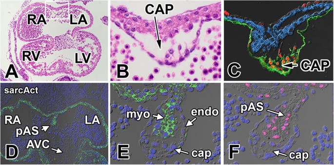 Inflow Tract Development | SpringerLink