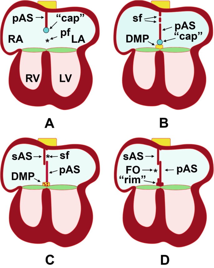 Inflow Tract Development | SpringerLink