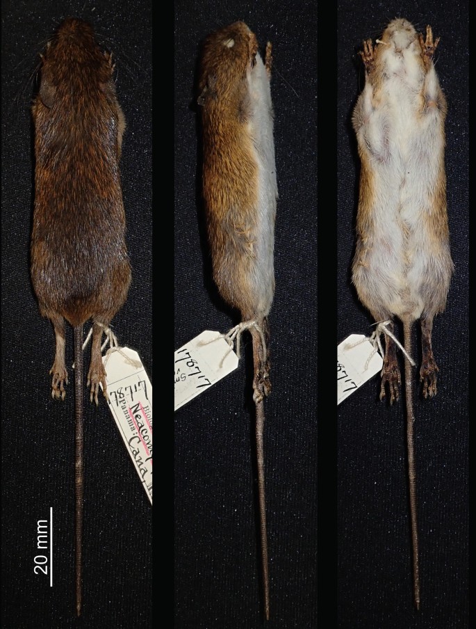 Painted Bristly Mouse Neacomys pictus Goldman, 1912 | SpringerLink