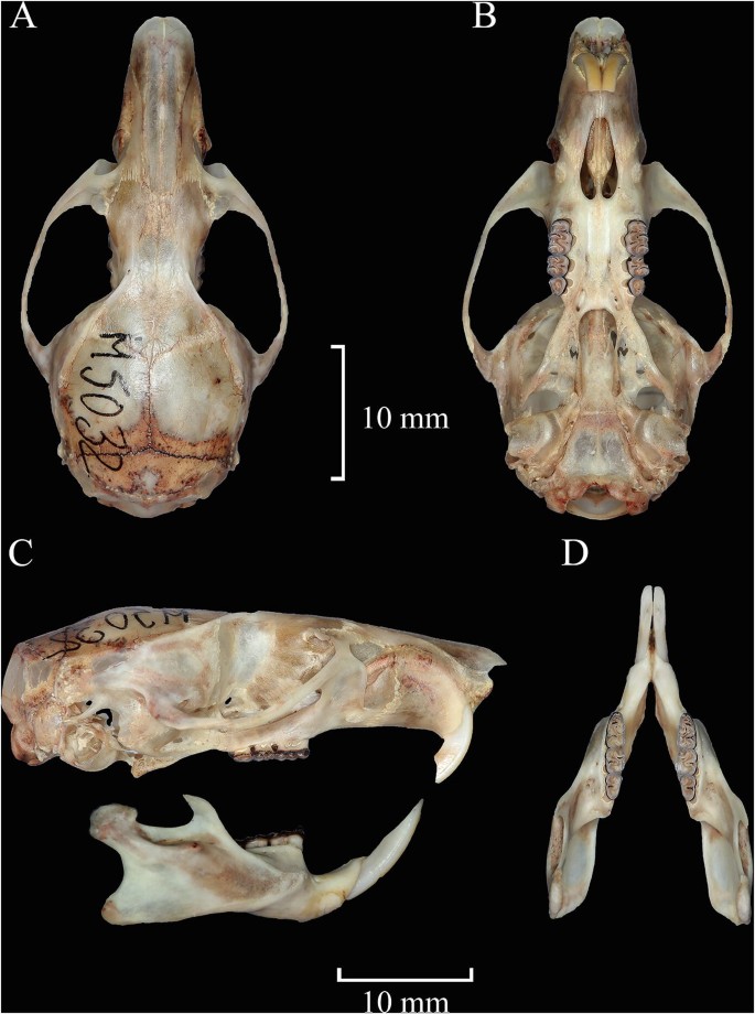 Child’s Rice Rat Nephelomys childi (Thomas, 1895) | Springer Nature ...