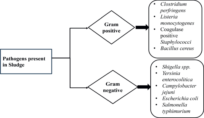Assessing Ecological and Human Health Risks Associated with Sludge ...