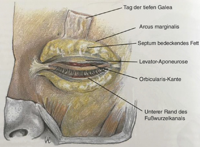 Anatomie der Ober- und Unterlider | SpringerLink