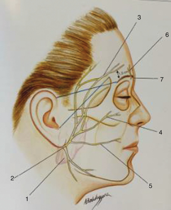 Ästhetische Anatomie des Gesichts | SpringerLink