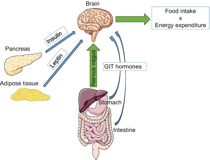 Central Modulators of Appetite in Eating Disorders | SpringerLink