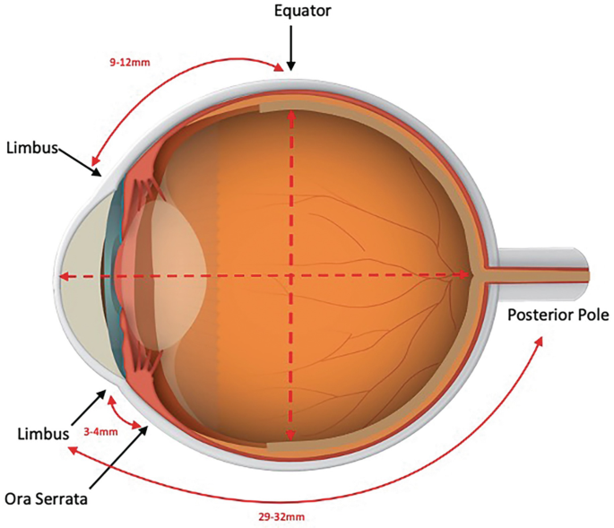 Applied Anatomy for the Vitreoretinal Surgeon | SpringerLink