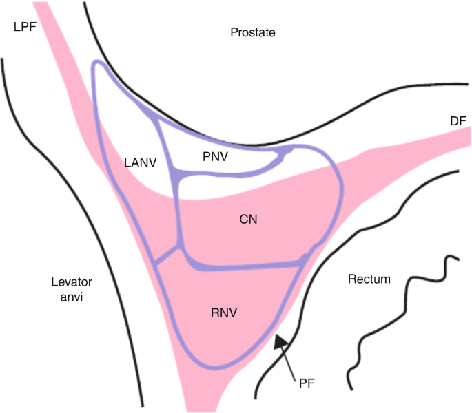 Antegrade Robot-Assisted Radical Prostatectomy: Factors Impacting ...
