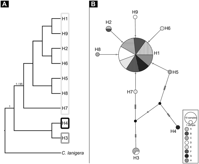 Genetic Variation Across Lagostomus maximus’ Geographical Distribution ...