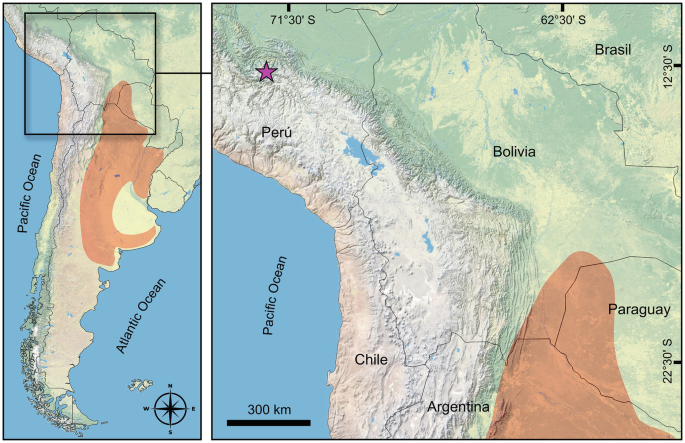 Chancy History of a Supposedly Vanished South American Rodent ...