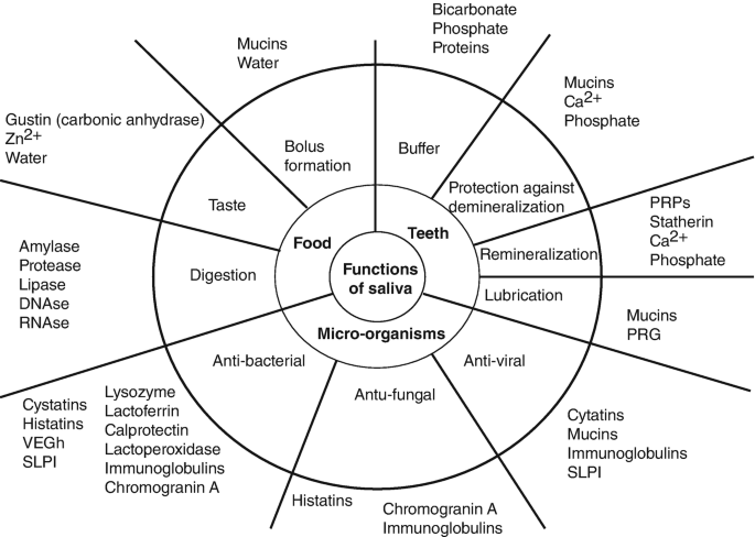 Anatomical Considerations | SpringerLink