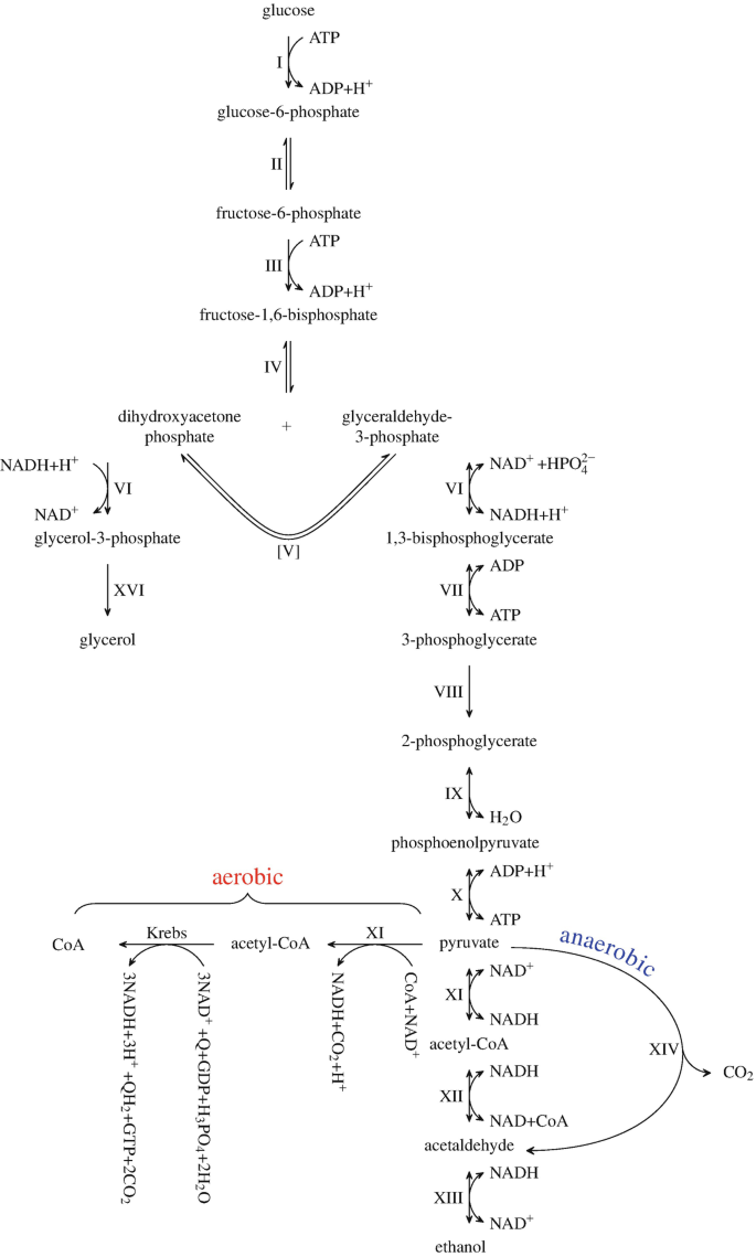 Fermentation | SpringerLink