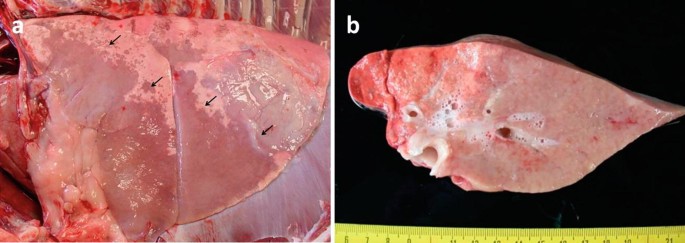 Ovine Pulmonary Adenocarcinoma in Sheep | SpringerLink