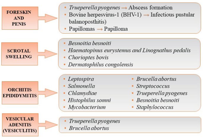 Breeding Soundness Examination in Bulls | SpringerLink