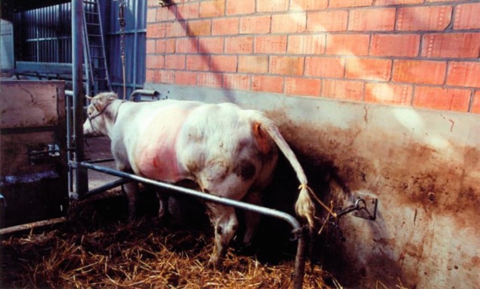 Caesarean Section in Cows | SpringerLink