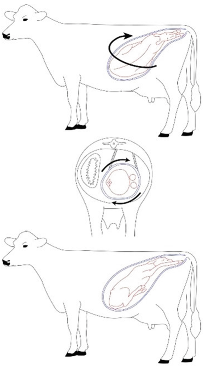 Caesarean Section in Cows | SpringerLink