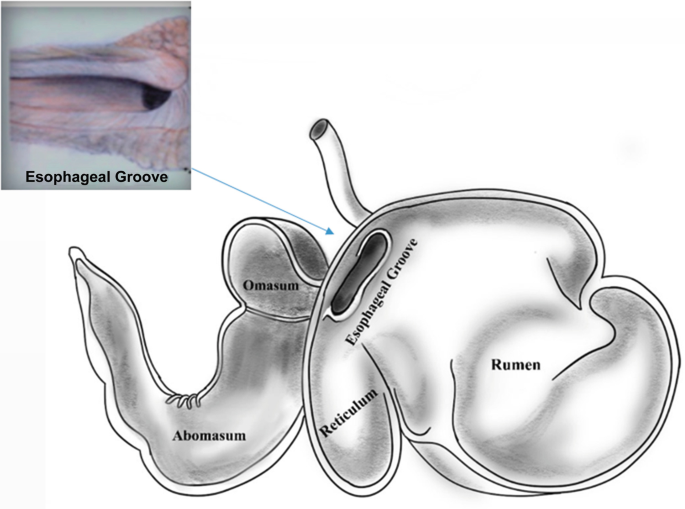 Ruminant Stomach Anatomy A Cow's Digestive System Consists Of One