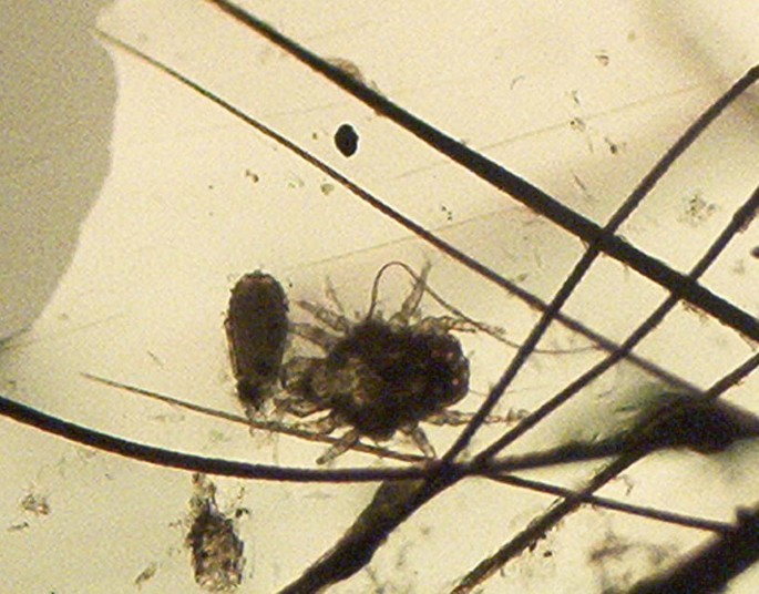 Fur Mites in Rabbits | SpringerLink