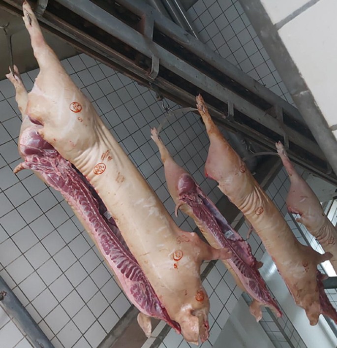 Post-Mortem Inspection of Pigs | Springer Nature Link