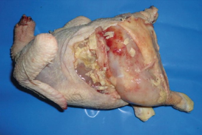 Avian Cellulitis | Springer Nature Link
