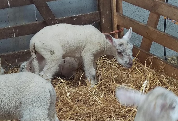 Polyarthritis in Lambs | Springer Nature Link (formally SpringerLink)