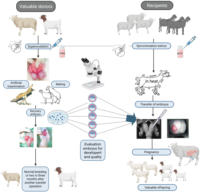 Recent Advancements in Assisted Reproductive Technologies (ART) in Small Ruminants | SpringerLink