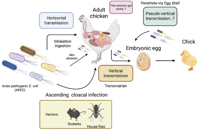 Avian Pathogenic Escherichia coli (APEC) | Springer Nature Link ...