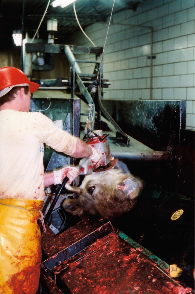 Humane Slaughter: Regulatory Enforcement of the US Humane Methods of ...