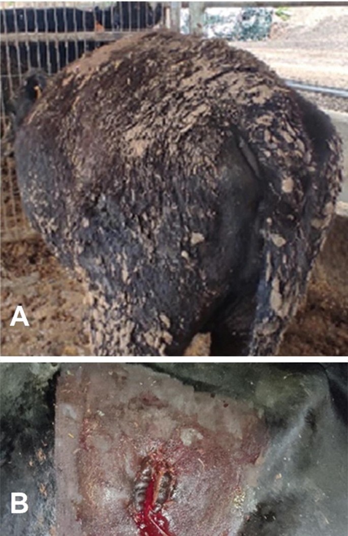 Free-Gas Bloat in Cattle | SpringerLink