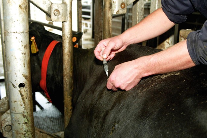 Induction of Abortion and Calving in Cows | SpringerLink