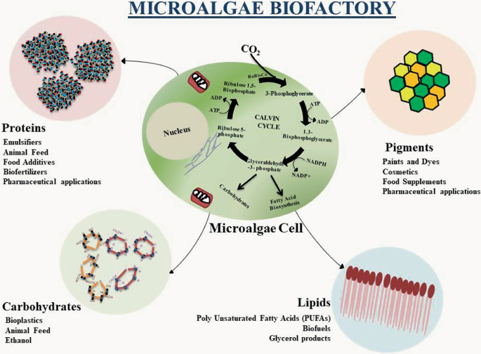 Cost-Effective Downstream Processing of Algal Biomass for Industrial ...