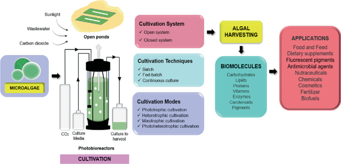 Emerging Techniques for Extraction and Applications of Biomolecules from Microalgae | SpringerLink