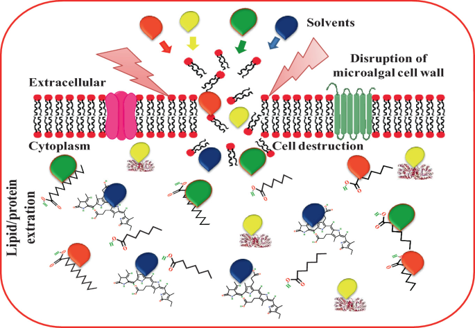 Development of Cost-Effective High Yielding Cell Disruption Techniques ...
