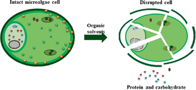 Simultaneous Extraction, Separation and Characterization of Biomolecules from Microalgal Biomass ...