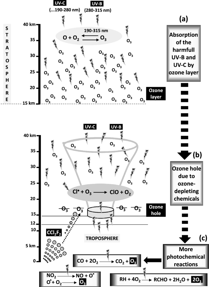 Ozone Stress | SpringerLink