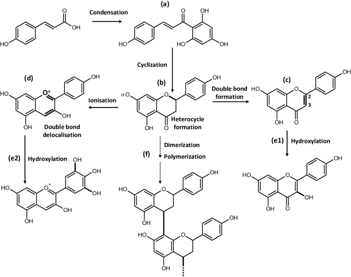 Phenolic Compounds | SpringerLink