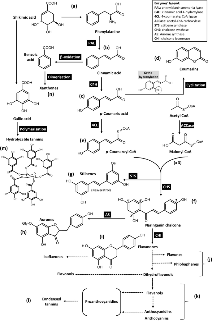 Phenolic Compounds | SpringerLink