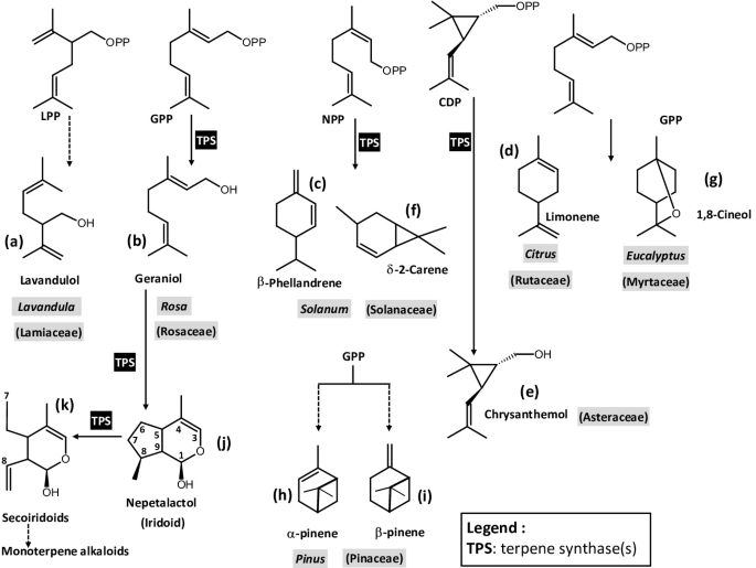 Terpenes | SpringerLink