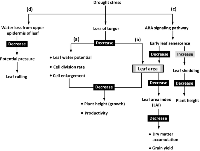 Water-Linked Constraints and Plant Protection Needs | SpringerLink