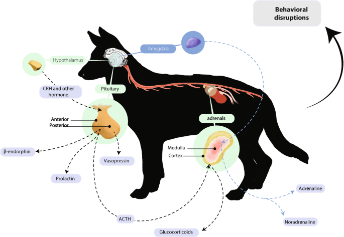 The Link Between Psychiatric and Physical Disorders | SpringerLink