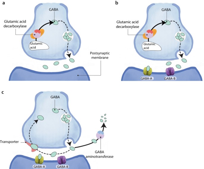 The Neuroanatomy and Neurophysiology of the Dog | SpringerLink