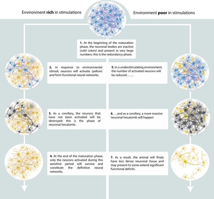 Brain Development and Ontogeny of Behaviors | SpringerLink