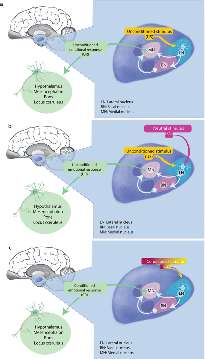 Fear Axis Disorders | SpringerLink