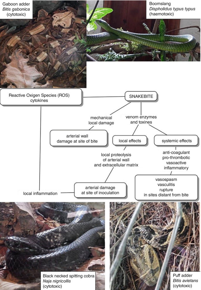 Snakebites Envenomation | SpringerLink