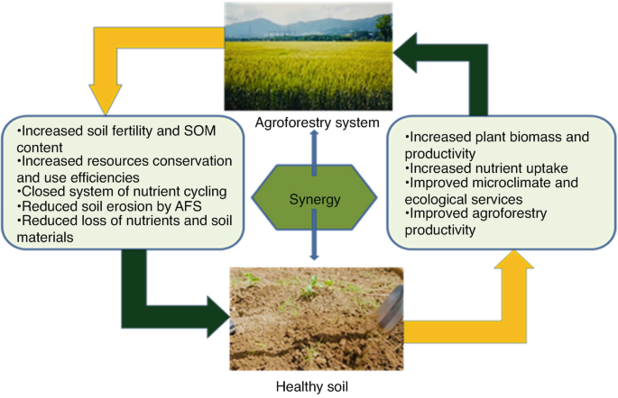 Agroforestry as a Potential Measure to Enhance Plant Nutrition and ...