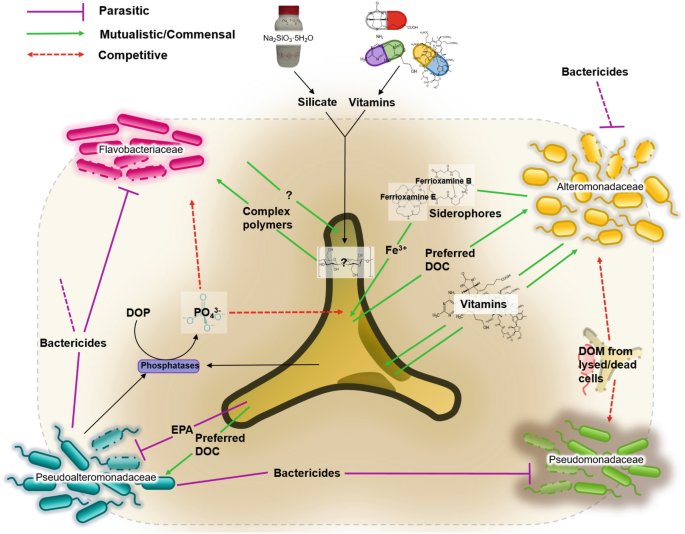 The Phycosphere-Living and Dying in Close Quarters | SpringerLink