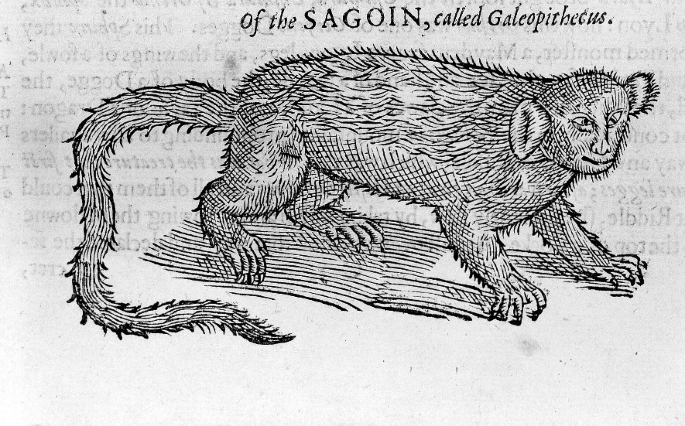 The Renaissance Monkey | SpringerLink