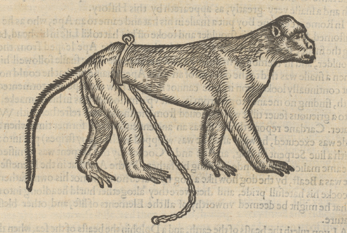 The Renaissance Monkey | SpringerLink