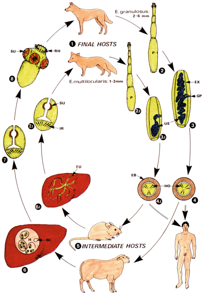 Light and Electron Microscopical Aspects of Stages of Echinococcus Species Around the World ...