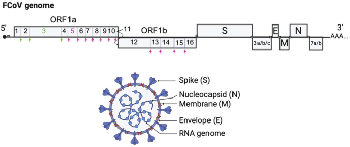 Feline Coronaviruses | Springer Nature Link (formerly SpringerLink)