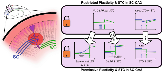 Exploring New Horizons: Synaptic Tagging and Capture Beyond Space and ...