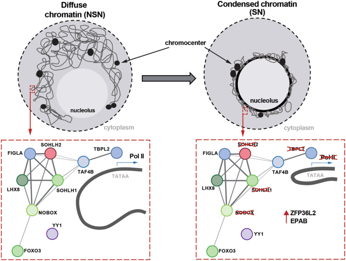 Regulation of Oocyte mRNA Metabolism: A Key Determinant of Oocyte ...